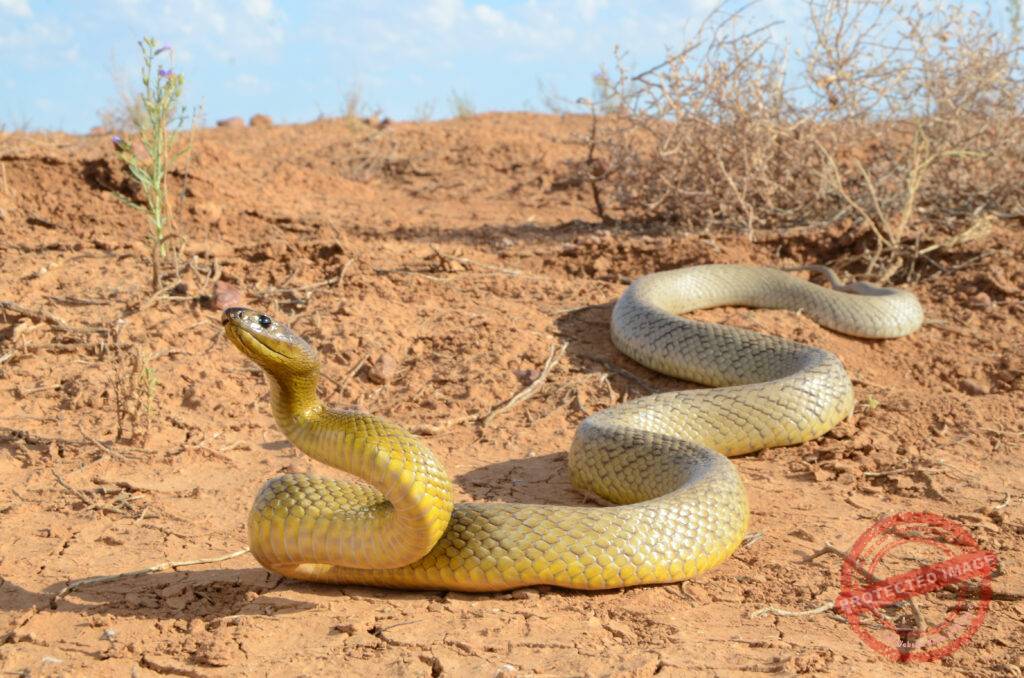 Inland taipan (Oxyuranus microlepidotus) - Fauna Resources