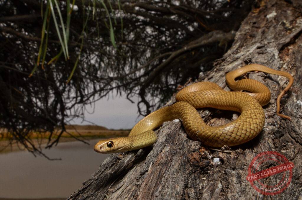 Eastern brown snake (Pseudonaja textilis) - Fauna Resources