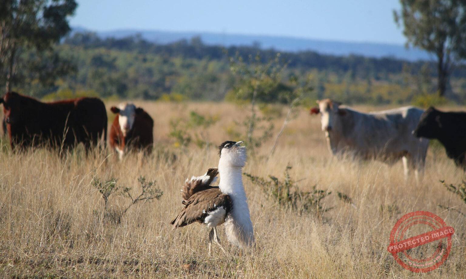 Australian bustard (Ardeotis australis) - Fauna Resources