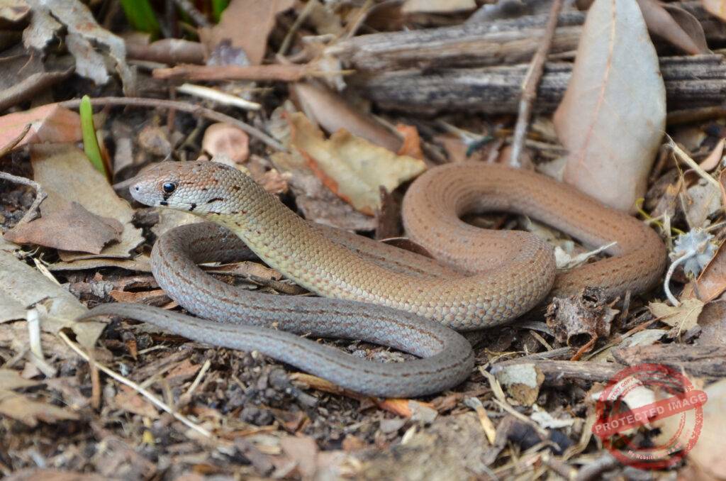 Common scaly-foot (Pygopus lepidopodus) - Fauna Resources