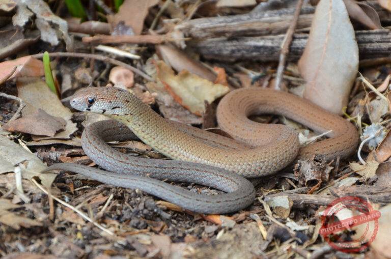 Common scaly-foot (Pygopus lepidopodus) - Fauna Resources