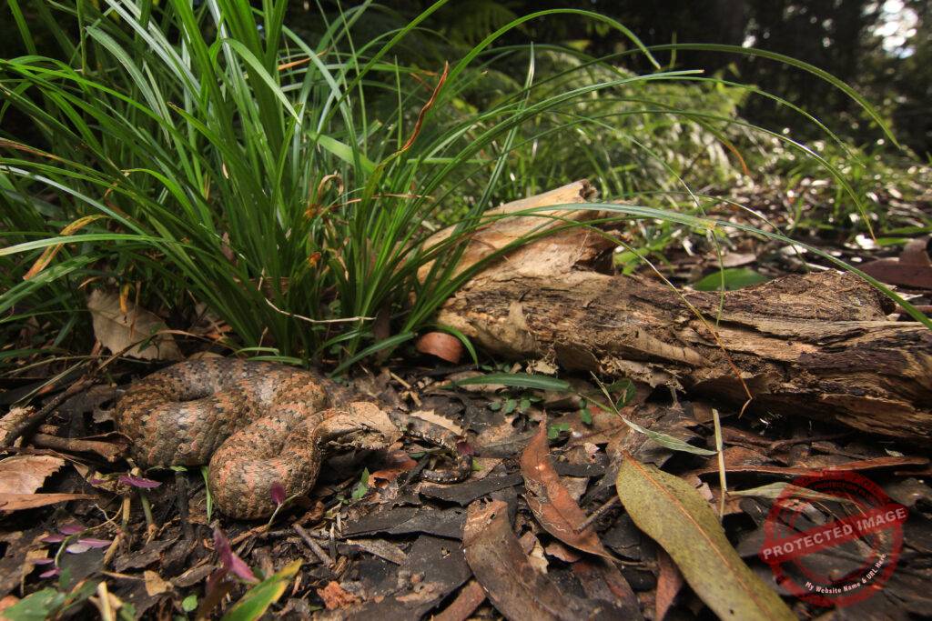Common death adder (Acanthophis antarcticus) - Fauna Resources