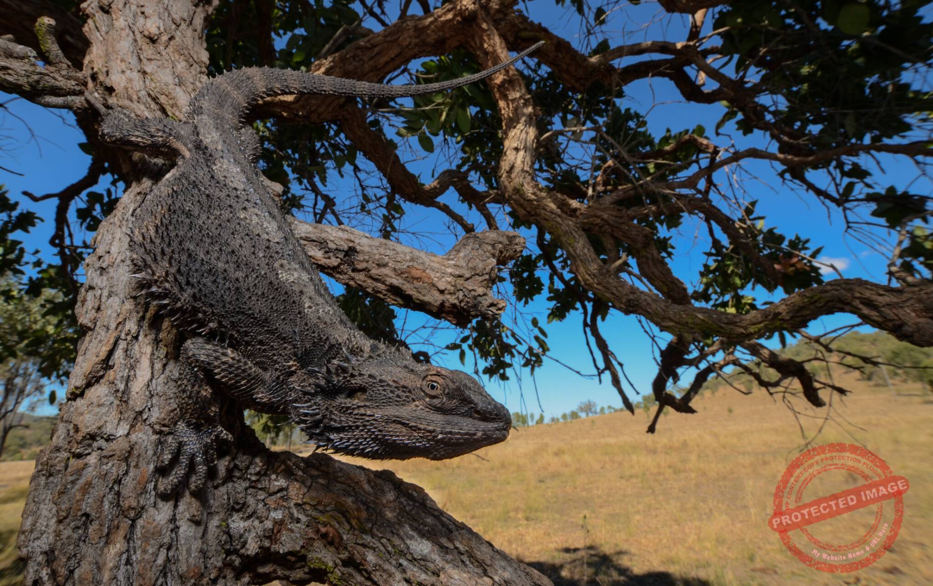 Eastern bearded dragon (Pogona barbata) - Fauna Resources