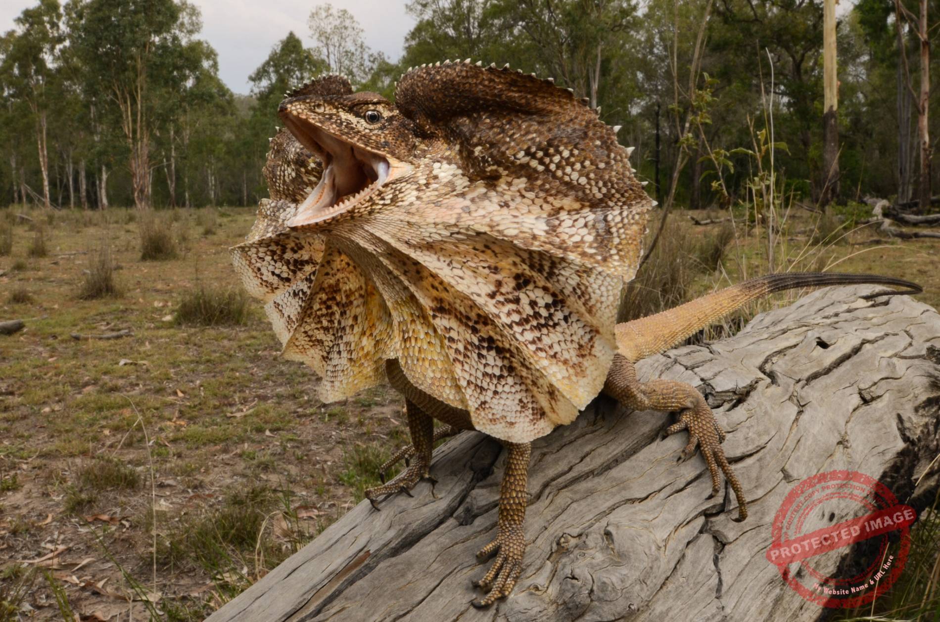Frilled lizard (Chlamydosaurus kingii) - Fauna Resources