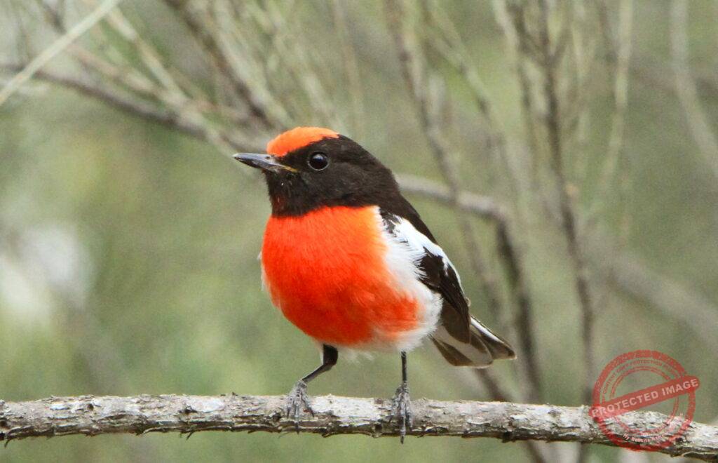 Red-capped robin (Petroica goodenovii) - Fauna Resources