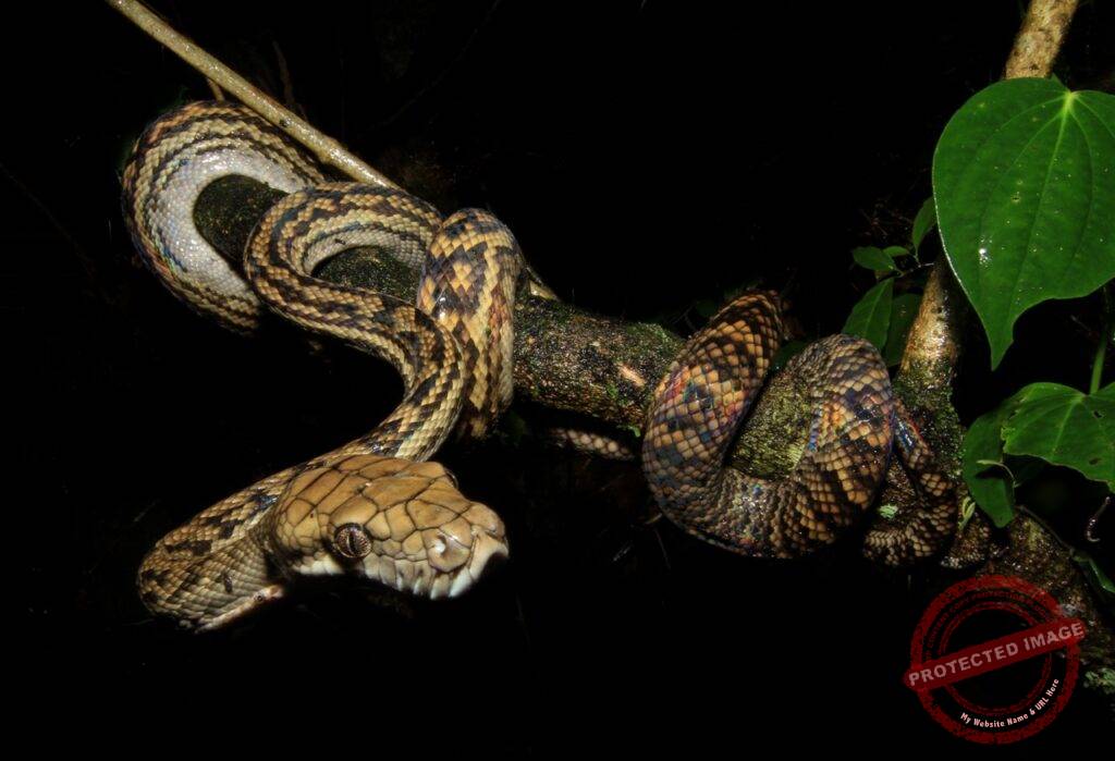 Amethystine python (Simalia kinghorni) - Fauna Resources