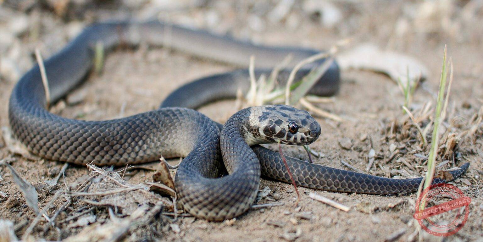Fauna Spotter Catchers | Accredited Wildlife Relocation Australia