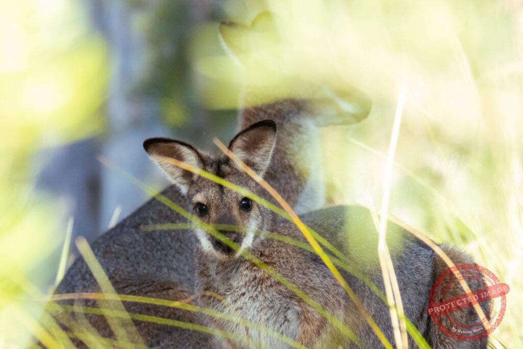 Fauna Resources | Fauna Management Resources