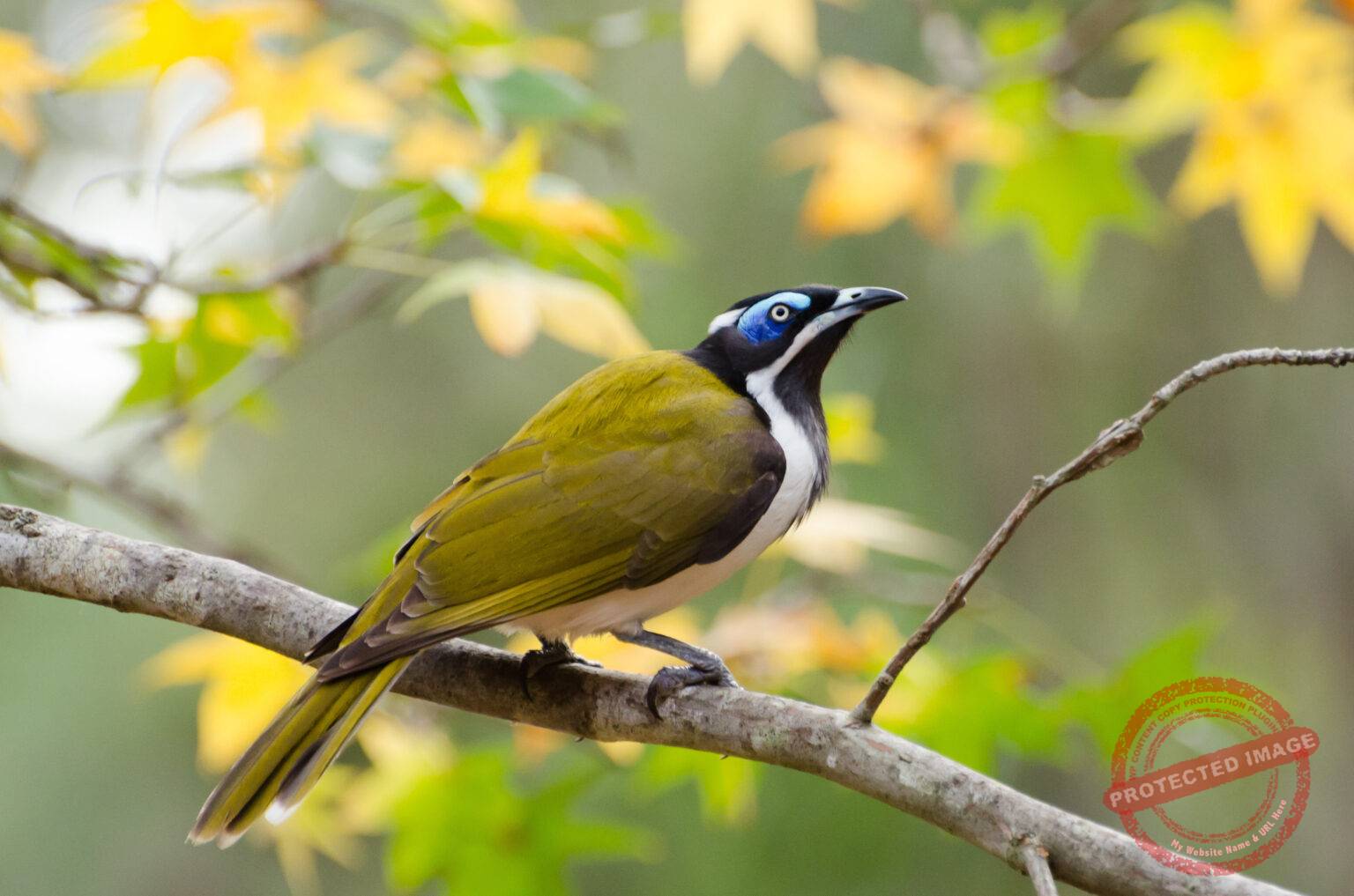 Fauna Resources | Fauna Management Resources
