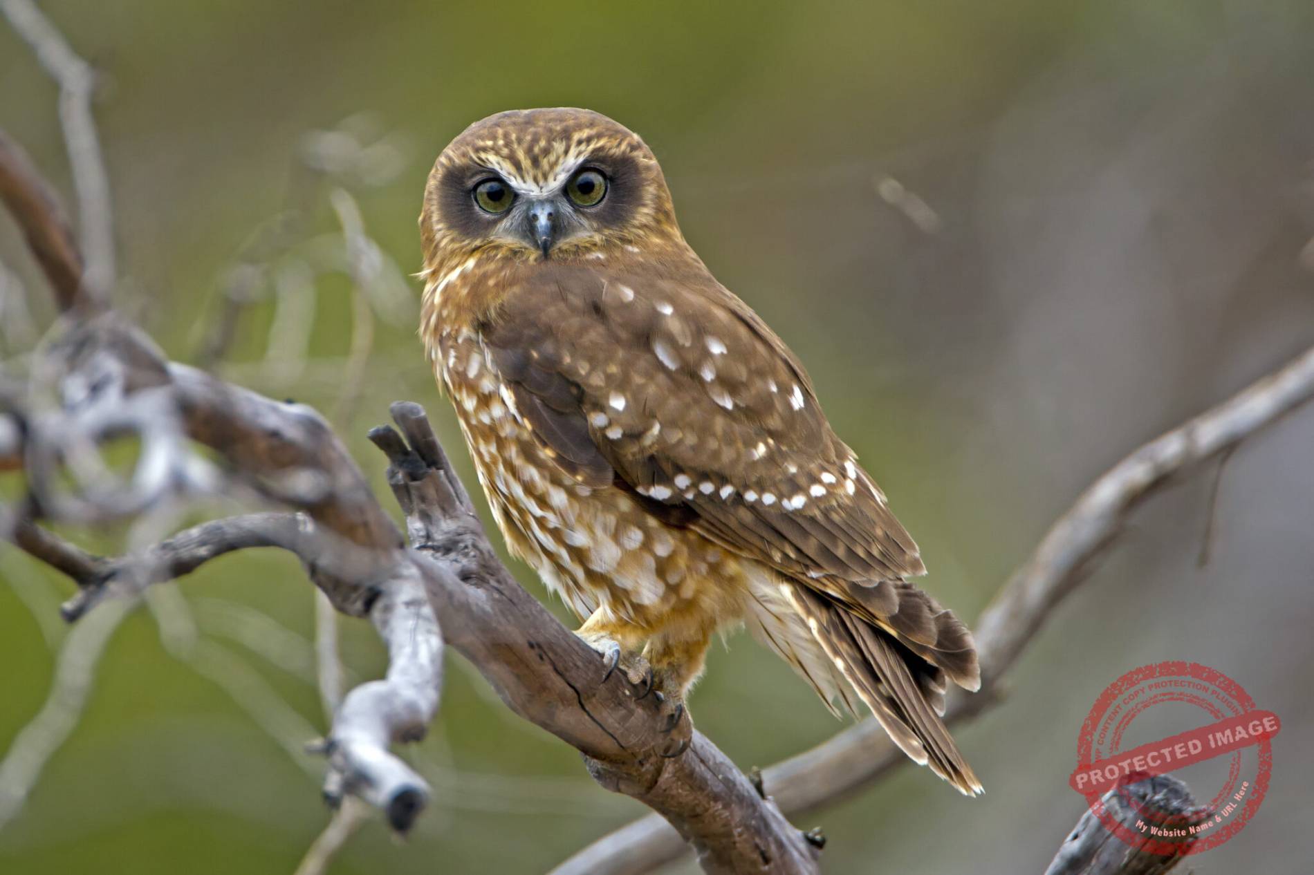 Southern Boobook (Ninox boobook) - Fauna Resources