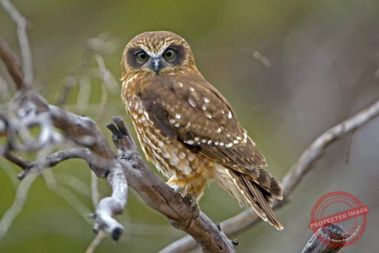 Southern Boobook (Ninox boobook) - Fauna Resources
