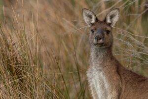 Western Grey Kangaroo (Macropus fuliginosus) - Fauna Resources